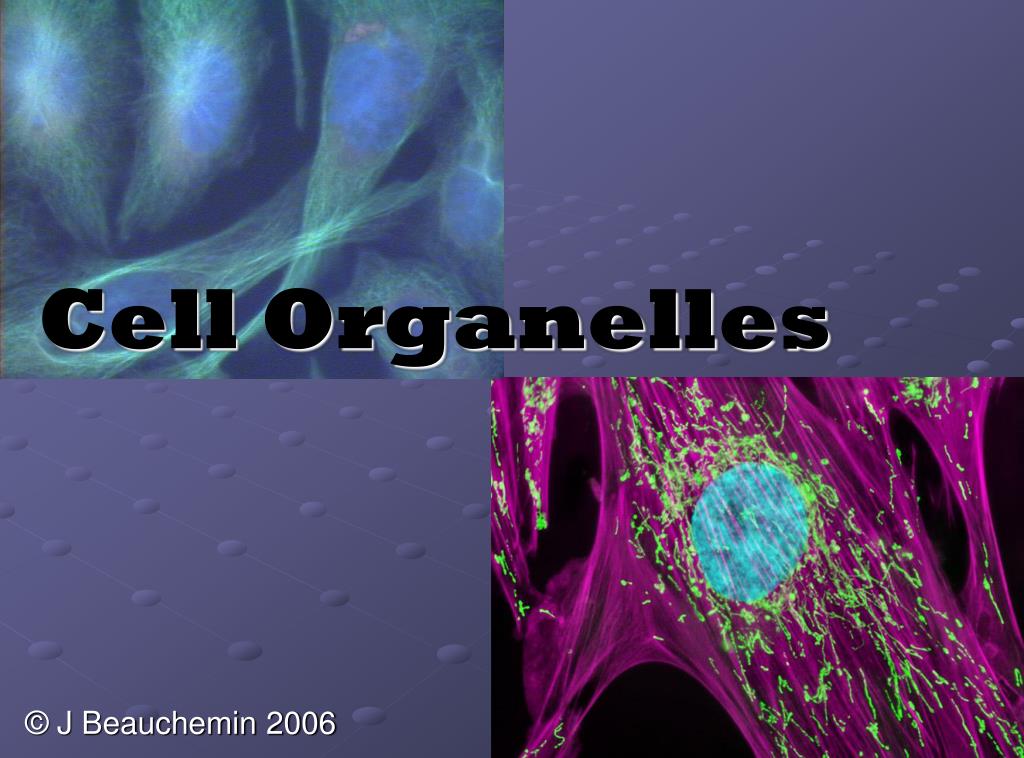 PPT - Cell Organelles PowerPoint Presentation, free download - ID:429732