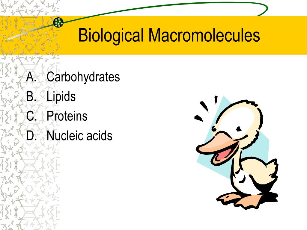 PPT - Biological Macromolecules PowerPoint Presentation, free download ...