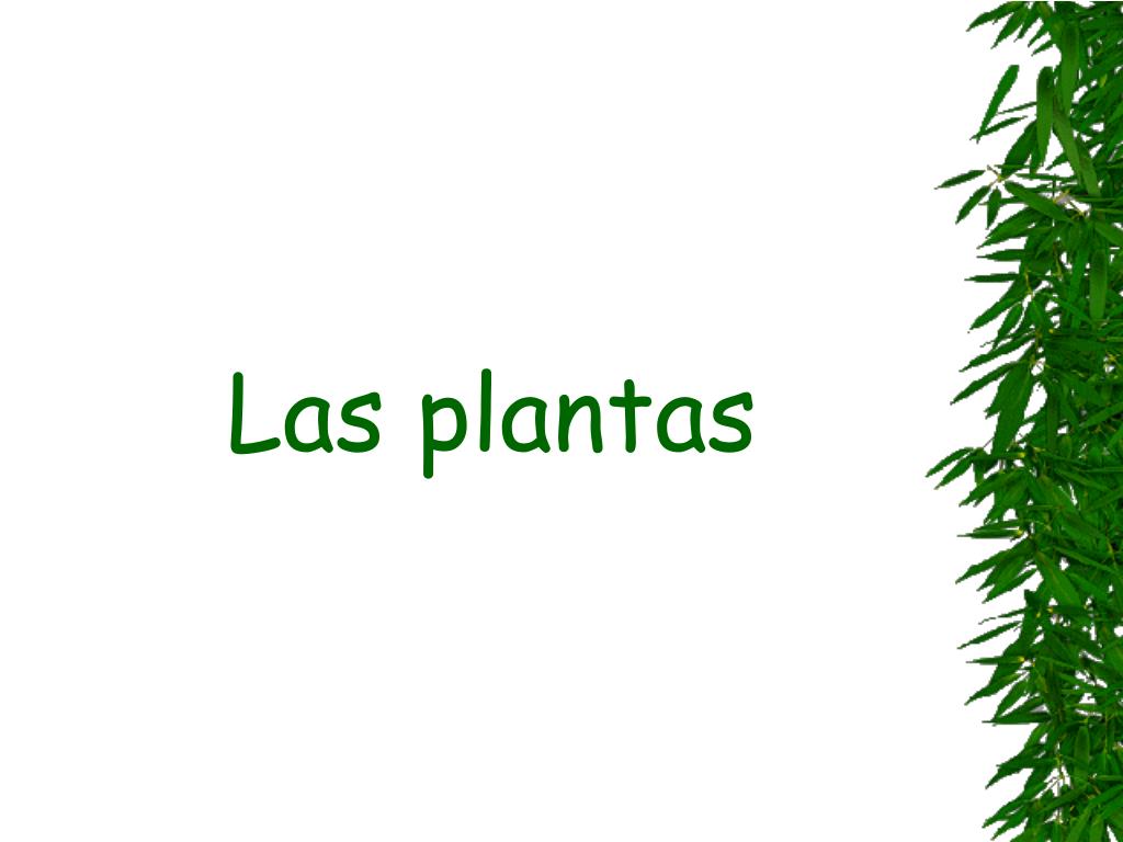 PPT - Las plantas PowerPoint Presentation, free download - ID:432212