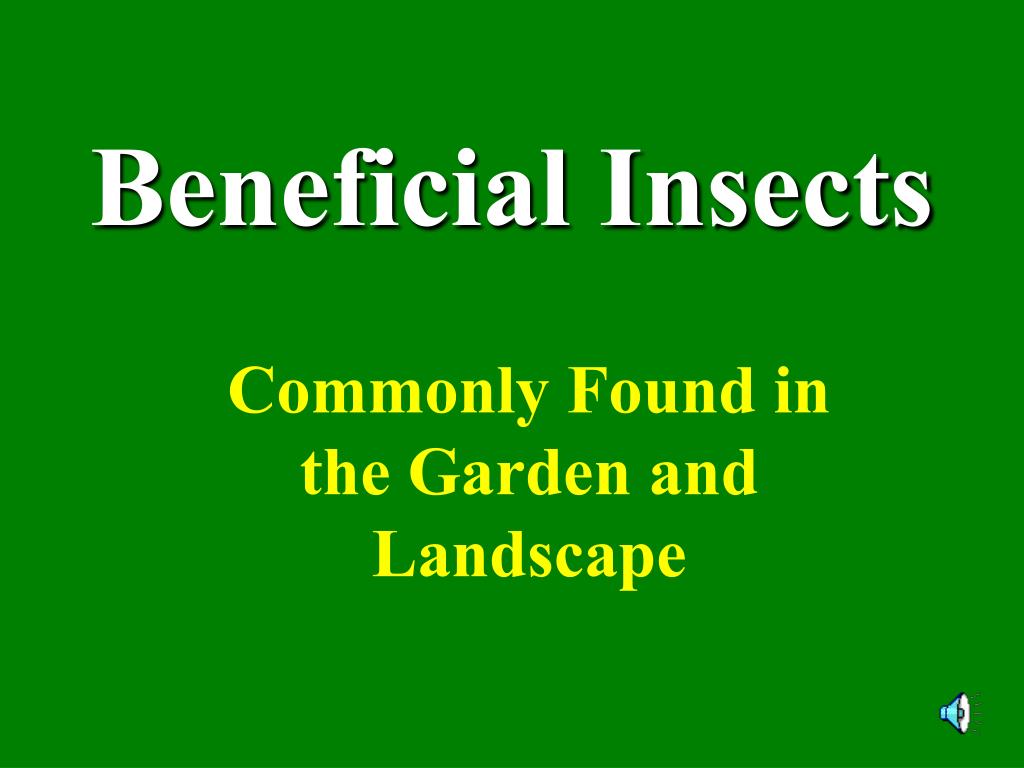 PPT - Beneficial Insects PowerPoint Presentation, free download - ID:433689