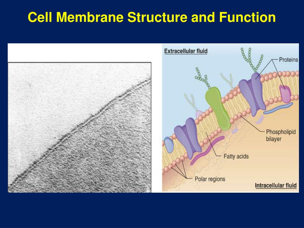 PPT - Cell Membrane Structure and Function PowerPoint Presentation ...