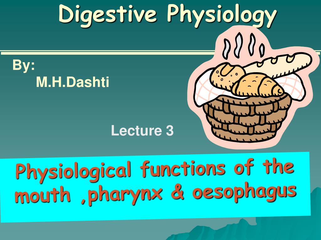 PPT - Digestive Physiology PowerPoint Presentation, free download - ID ...