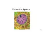 PPT - Endocrine System PowerPoint Presentation, free download - ID:6010423