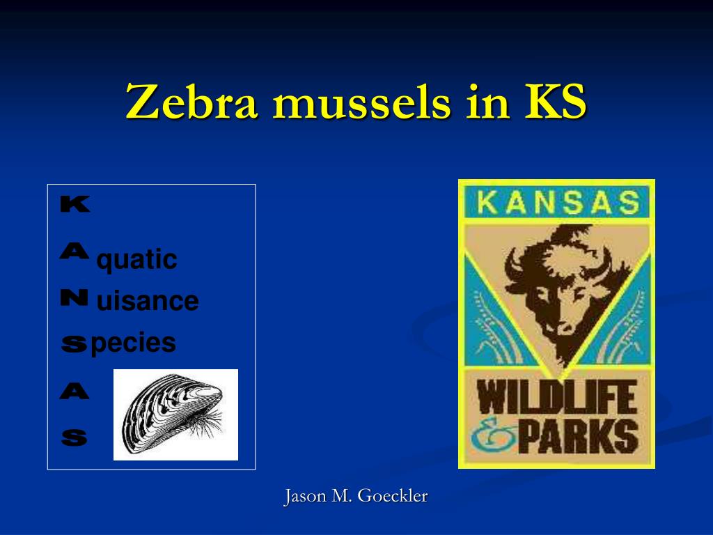 PPT - Zebra mussels in KS PowerPoint Presentation, free download - ID:43839