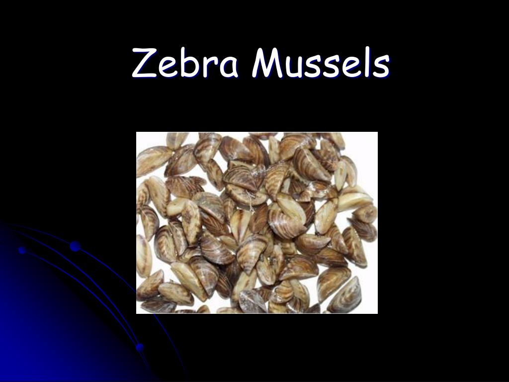 PPT - Zebra Mussels PowerPoint Presentation, free download - ID:43863