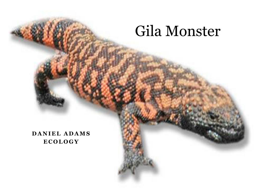 PPT - Gila Monster PowerPoint Presentation, free download - ID:441426