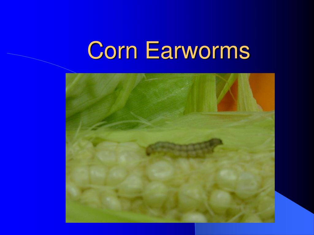 PPT - Corn Earworms PowerPoint Presentation, free download - ID:443052