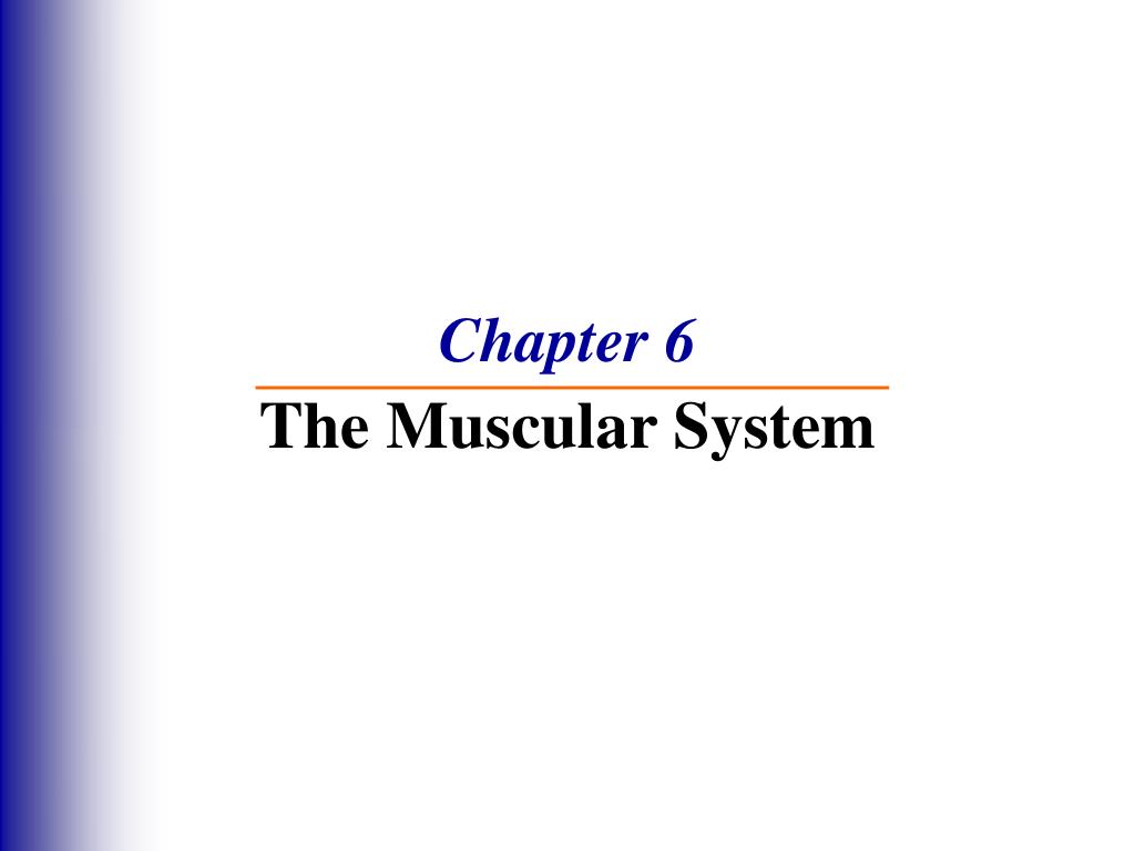 PPT - Chapter 6 The Muscular System PowerPoint Presentation, free ...
