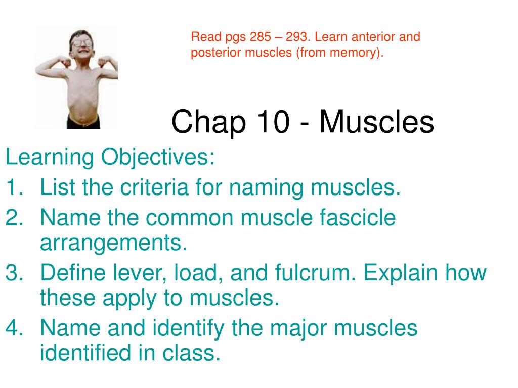 PPT - Chap 10 - Muscles PowerPoint Presentation, free download - ID:445716
