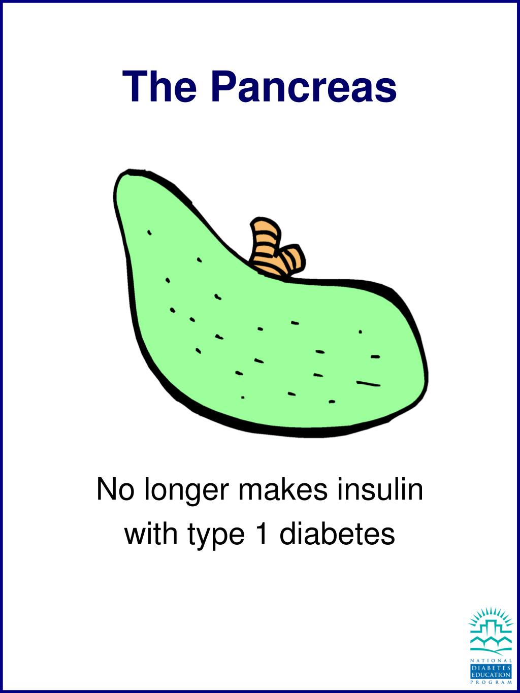 PPT - The Pancreas PowerPoint Presentation, free download - ID:455748