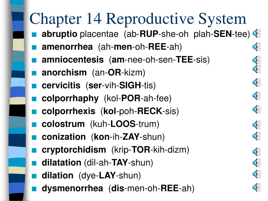 PPT - Chapter 14 Reproductive System PowerPoint Presentation, free ...