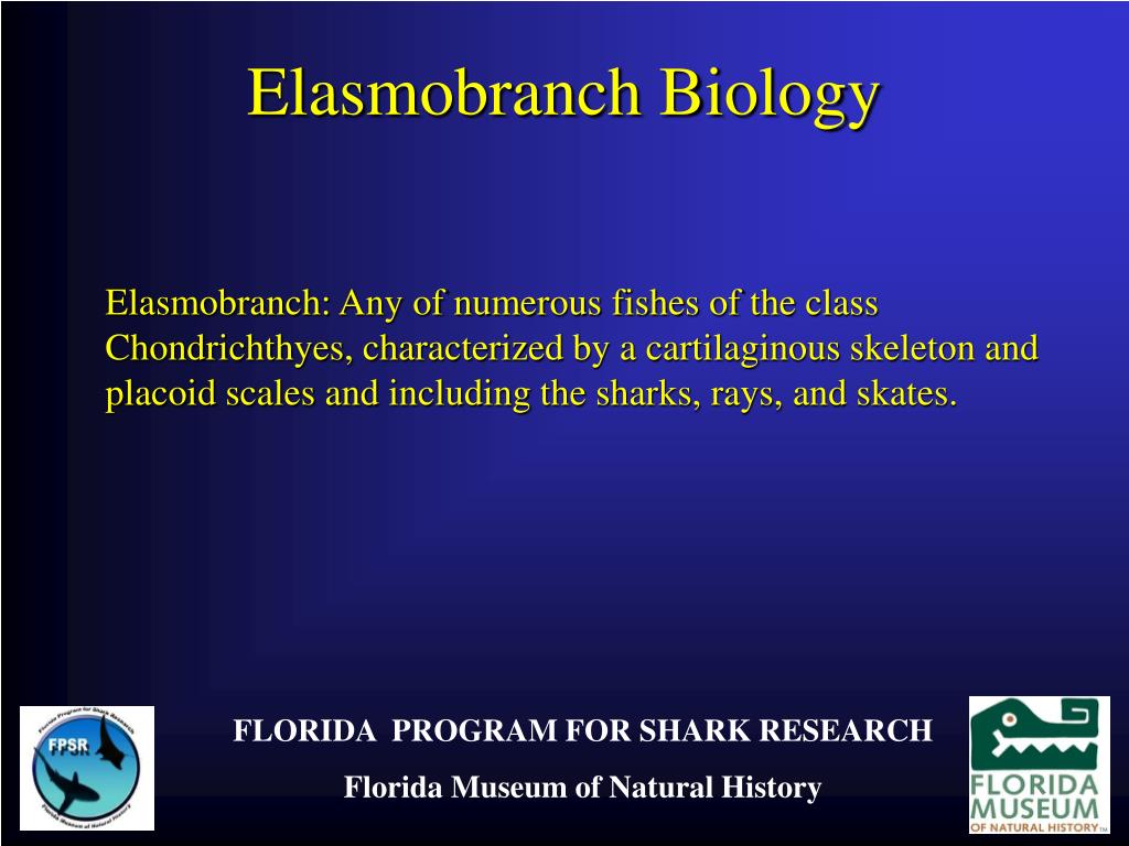 PPT - Elasmobranch Biology PowerPoint Presentation, free download - ID ...