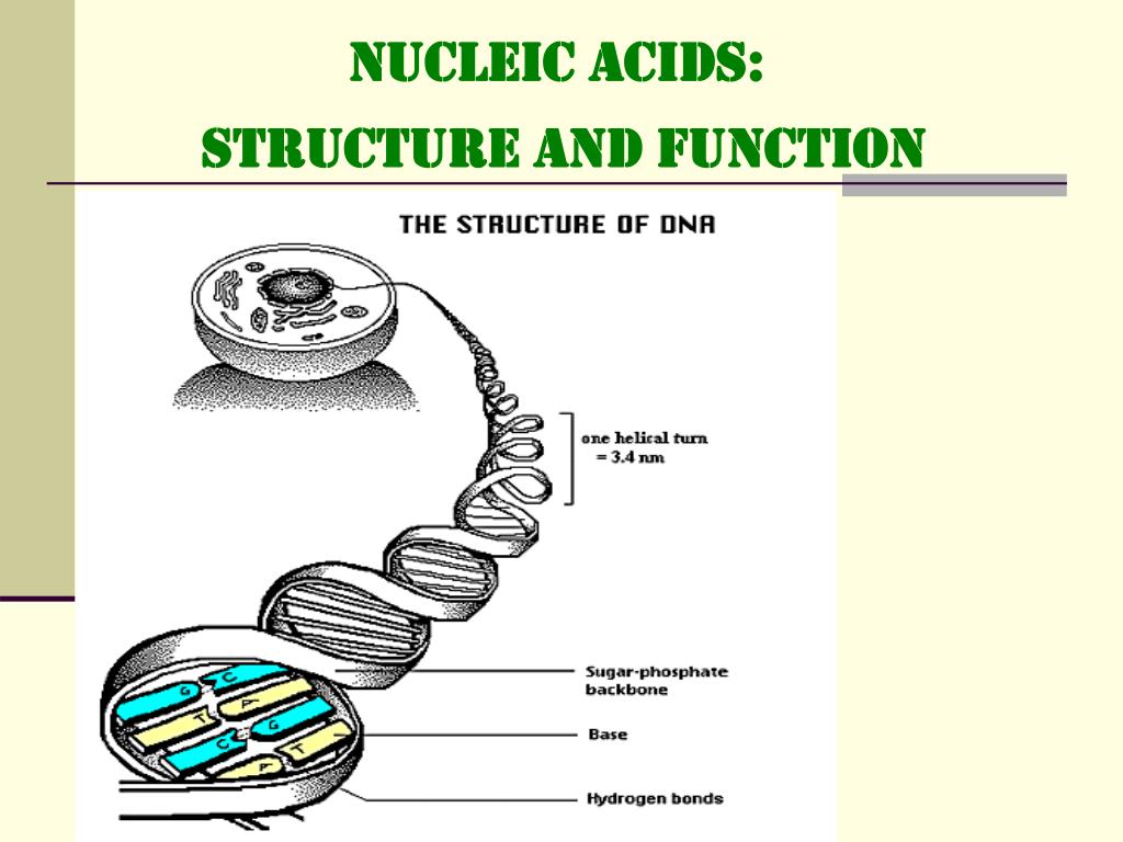 PPT - NUCLEIC ACIDS: STRUCTURE and FUNCTION PowerPoint Presentation ...