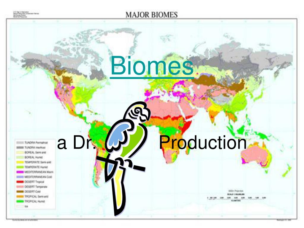 PPT - Biomes PowerPoint Presentation, free download - ID:461163