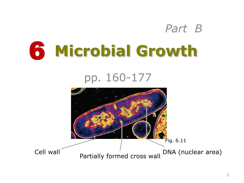 PPT - Microbial Growth PowerPoint Presentation, free download - ID:464403