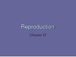 PPT - Reproduction PowerPoint Presentation, free download - ID:5784473