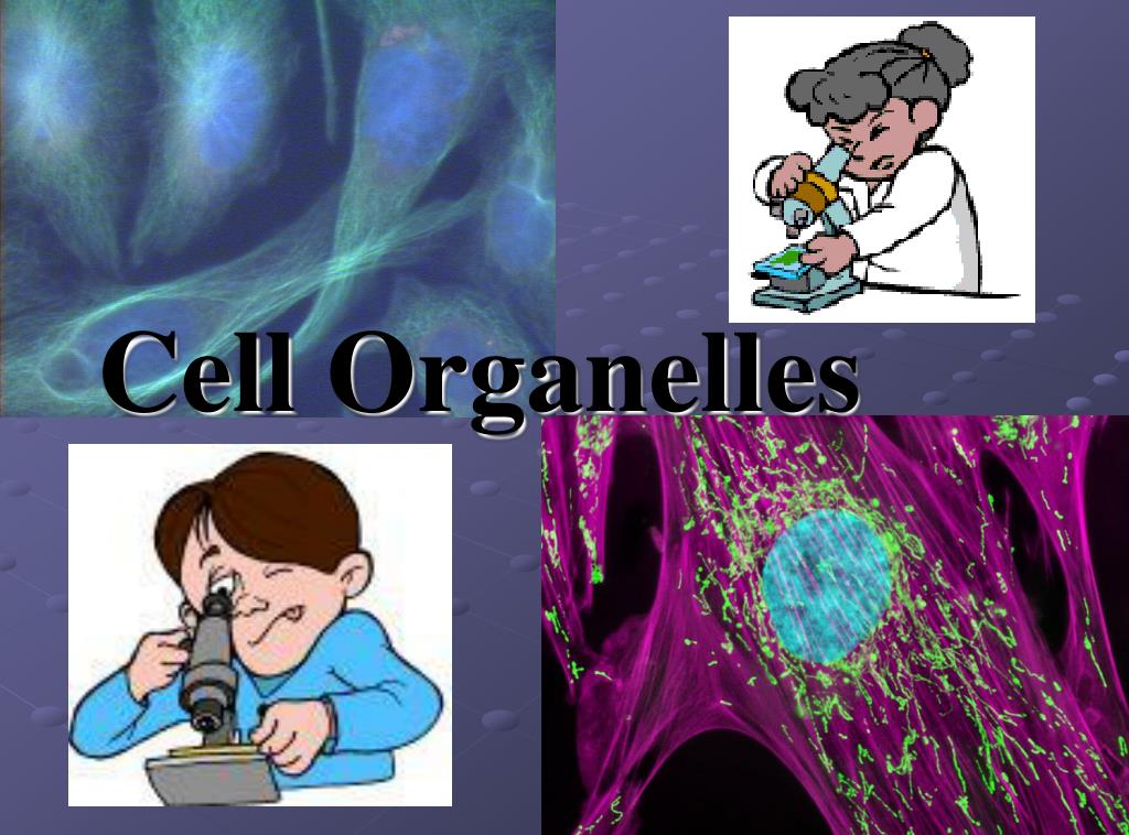 PPT - Cell Organelles PowerPoint Presentation, free download - ID:465800