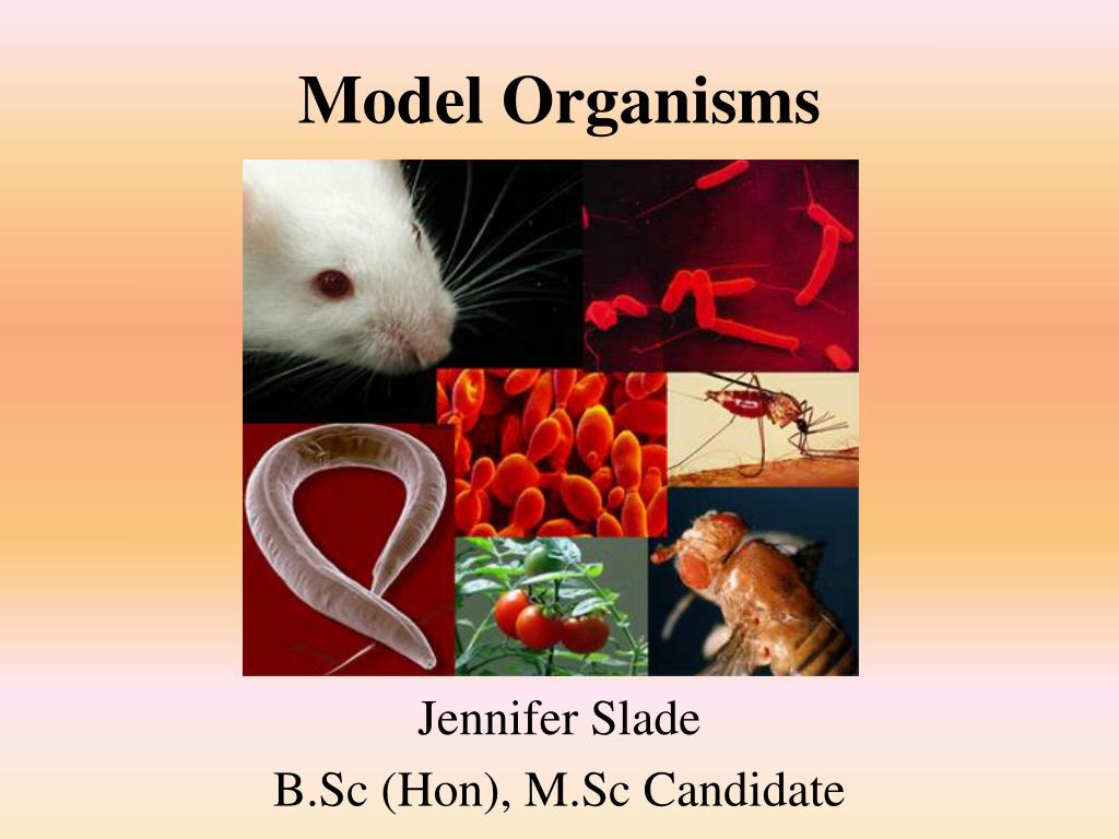 PPT - Model Organisms PowerPoint Presentation, free download - ID:465894