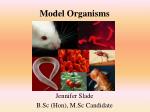 PPT - Model Organisms PowerPoint Presentation, free download - ID:5175858