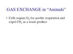 PPT - GAS EXCHANGE IN ANIMALS PowerPoint Presentation, free download ...