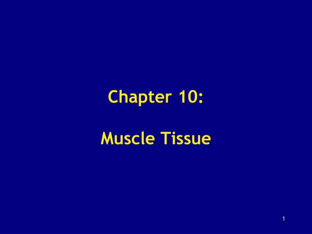 PPT - Chapter 10: Muscle Tissue PowerPoint Presentation, free download ...
