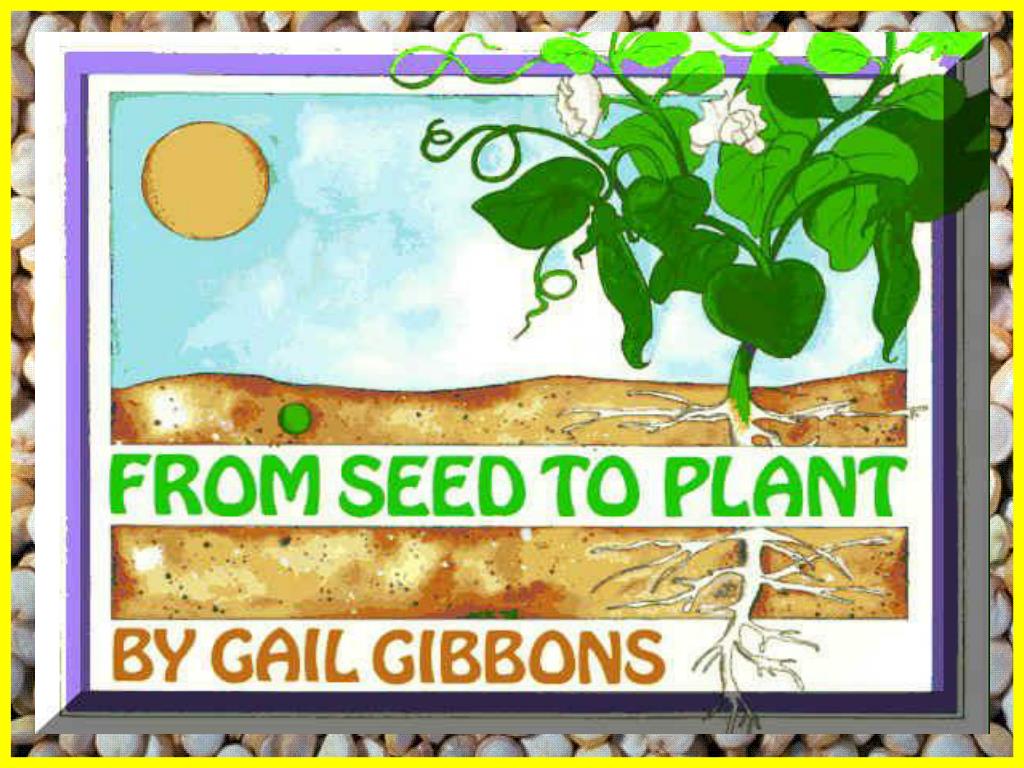 PPT - Vocabulary for "From Seeds to Plants" PowerPoint Presentation ...