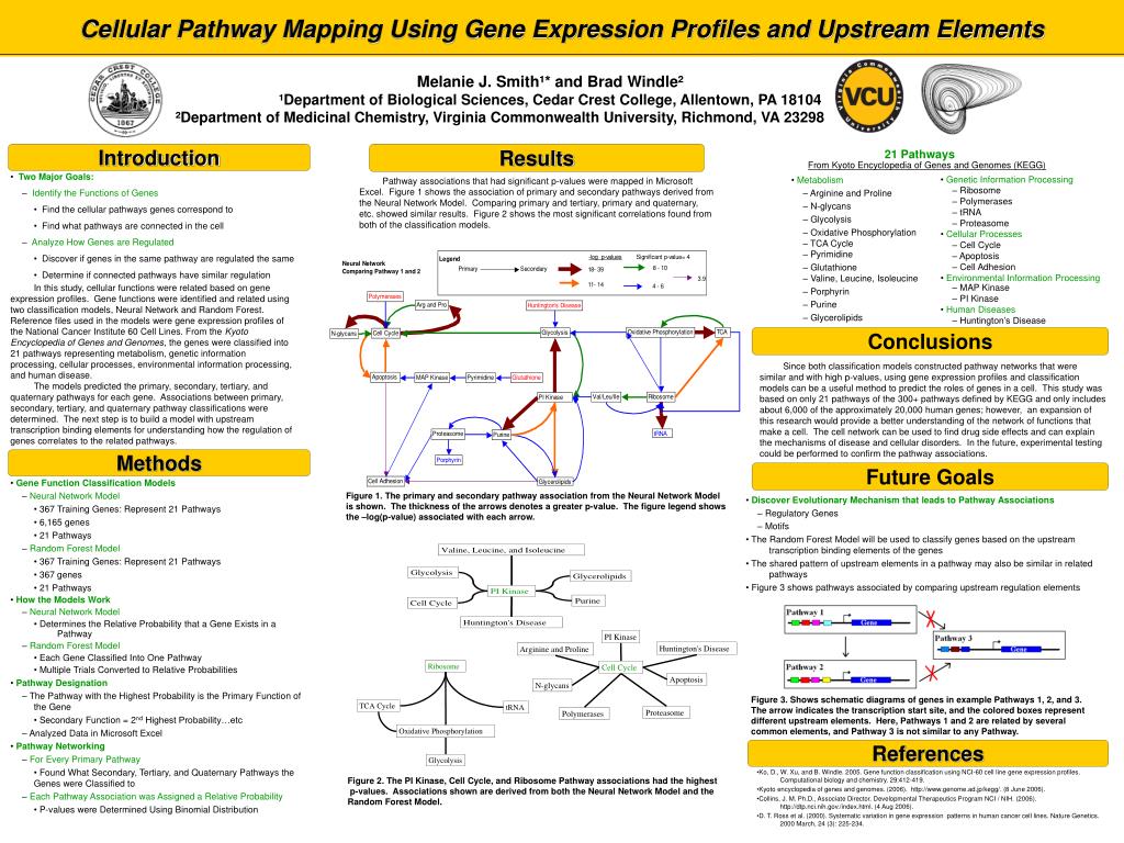 PPT - Cellular Pathway Mapping Using Gene Expression Profiles and ...
