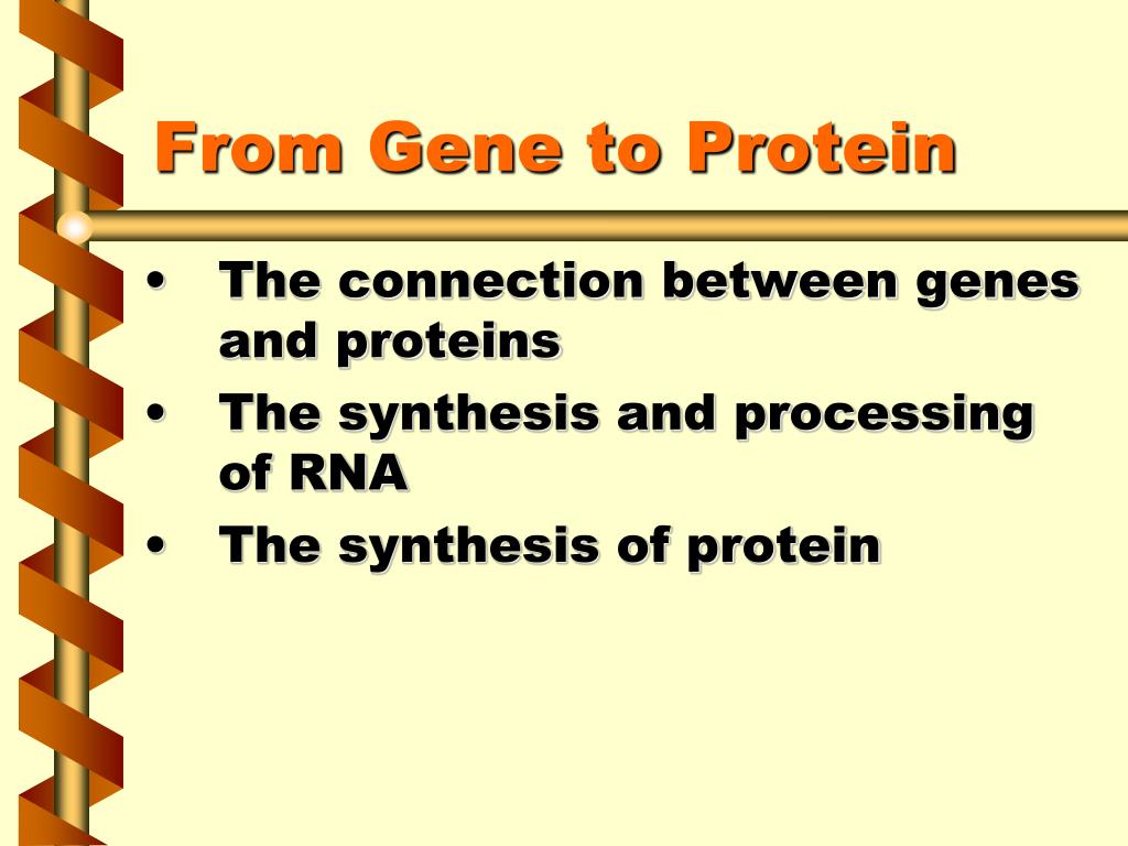 PPT - From Gene to Protein PowerPoint Presentation, free download - ID ...