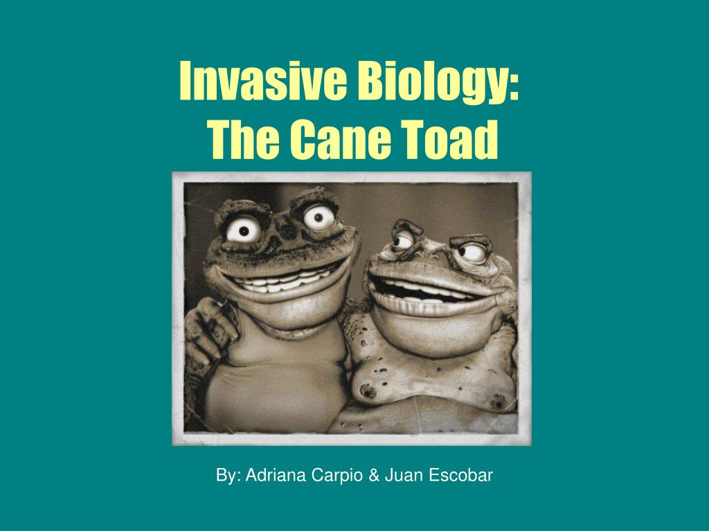 PPT - Invasive Biology: The Cane Toad PowerPoint Presentation, free ...