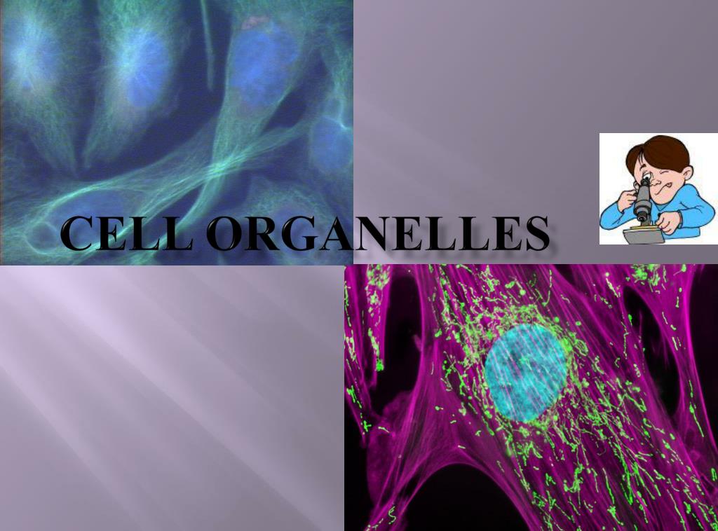 PPT - Cell Organelles PowerPoint Presentation, free download - ID:481326