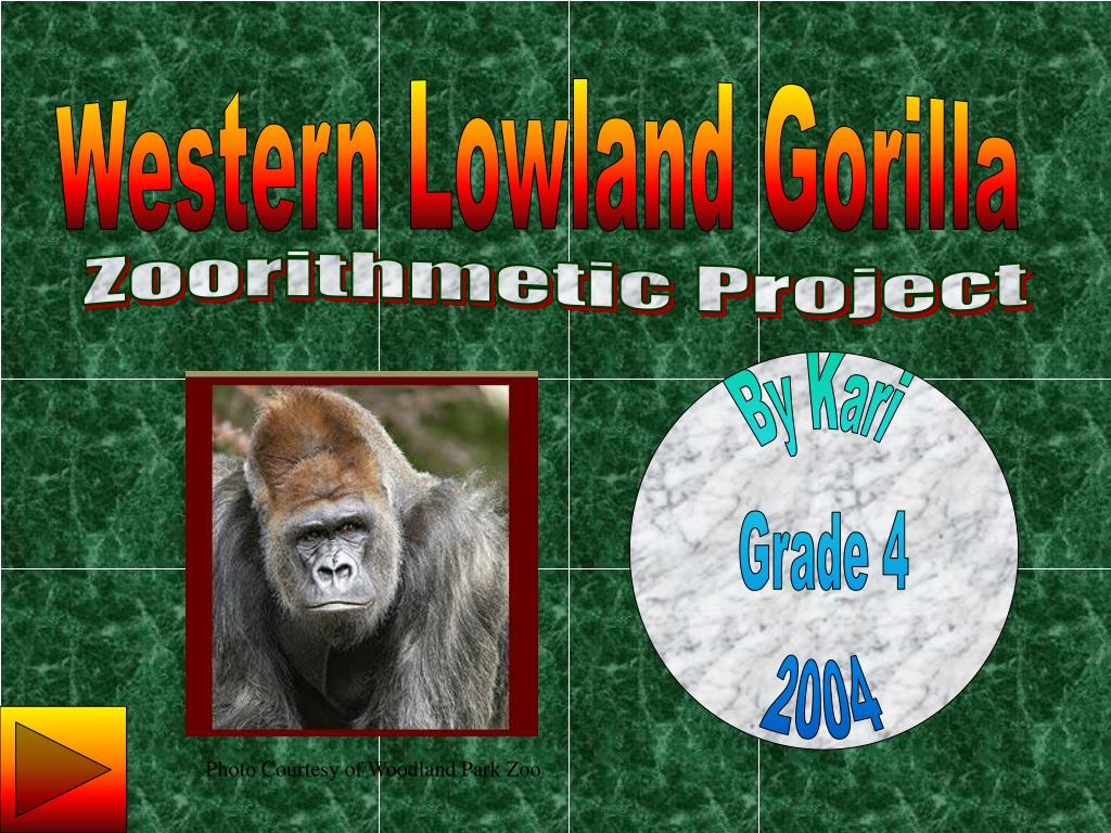 PPT - Western Lowland Gorilla PowerPoint Presentation, free download ...