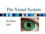 PPT - The visual system PowerPoint Presentation, free download - ID:348877