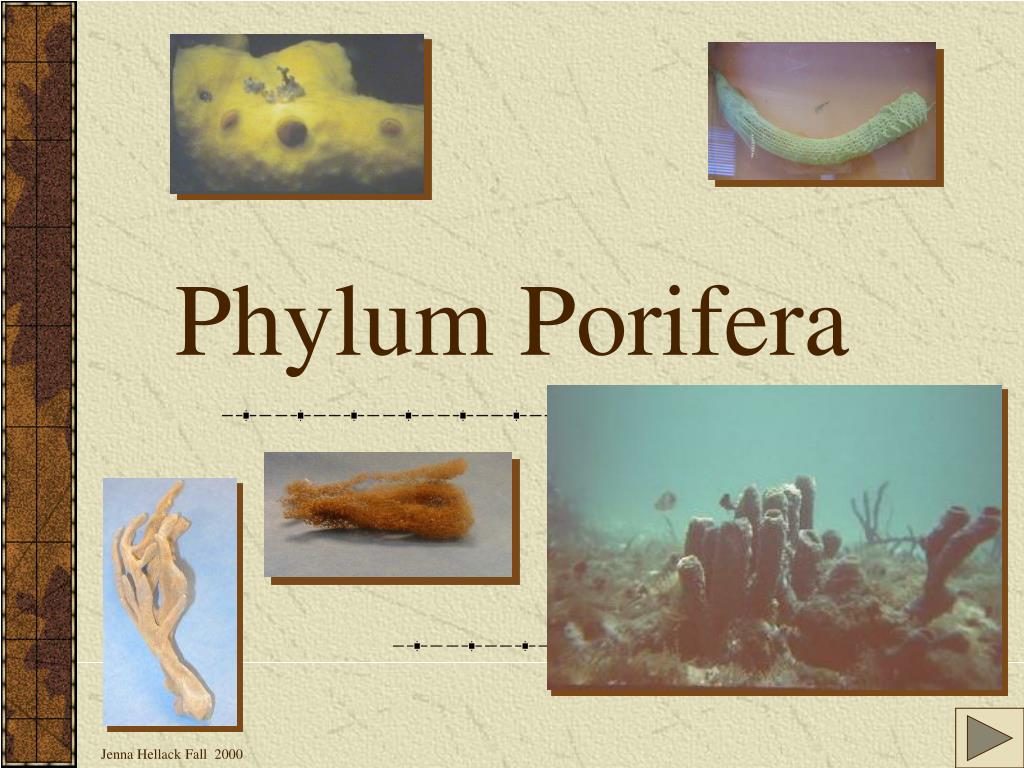 PPT - Phylum Porifera PowerPoint Presentation, free download - ID:496057
