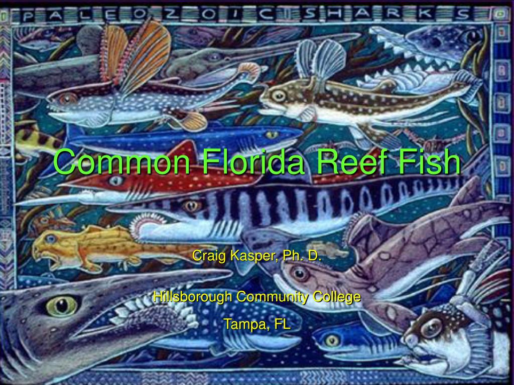 PPT - Common Florida Reef Fish PowerPoint Presentation, free download ...