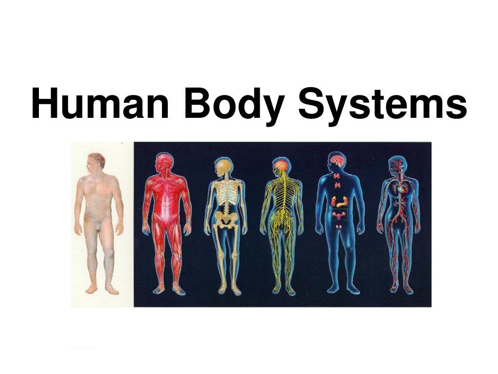 PPT - Human Body Systems PowerPoint Presentation, free download - ID:500487
