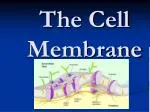 PPT - The Cell Membrane PowerPoint Presentation, free download - ID:7068362