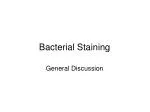 PPT - Bacterial Staining PowerPoint Presentation, free download - ID ...