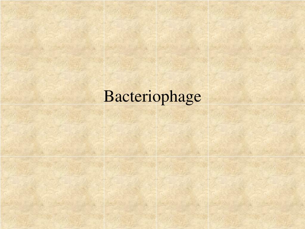 PPT - Bacteriophage PowerPoint Presentation, free download - ID:507624