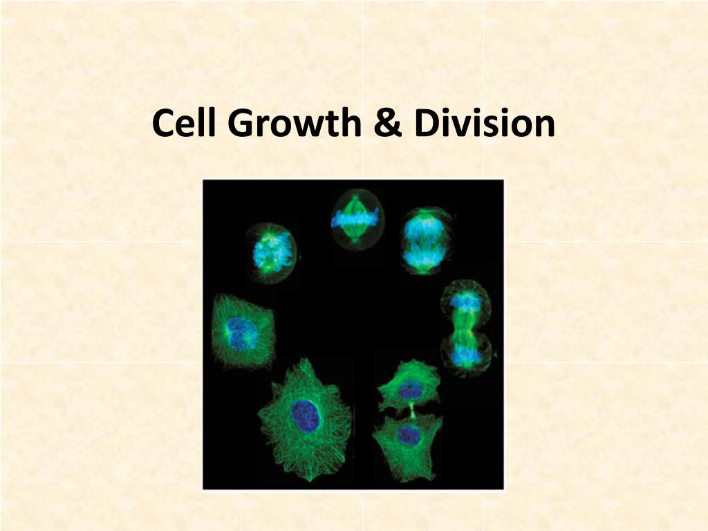 PPT - Cell Growth & Division PowerPoint Presentation, free download ...