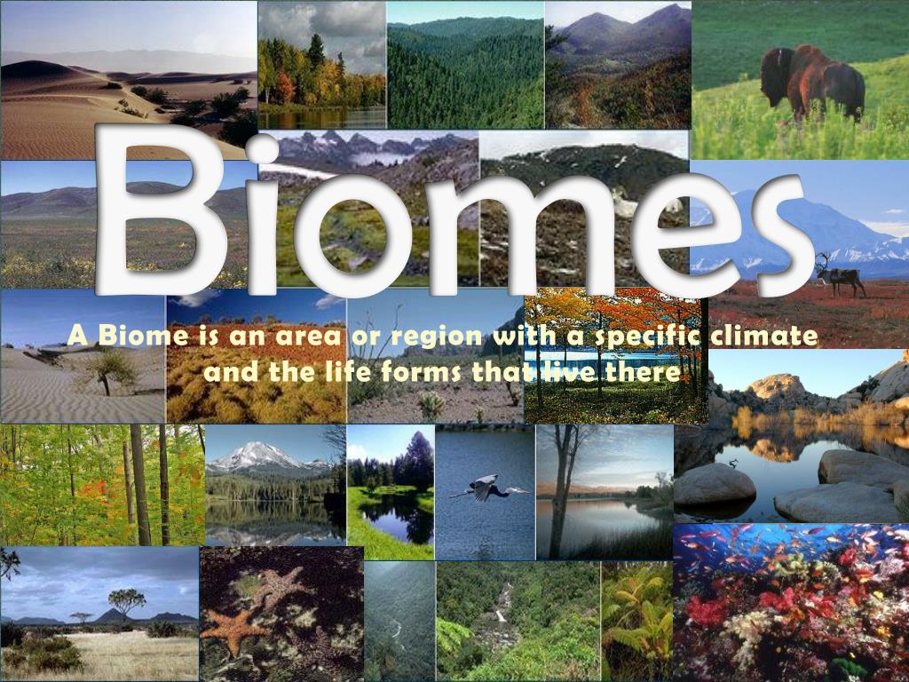 PPT - Biomes PowerPoint Presentation, free download - ID:513393