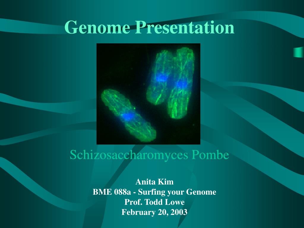 PPT - Genome Presentation PowerPoint Presentation, free download - ID ...