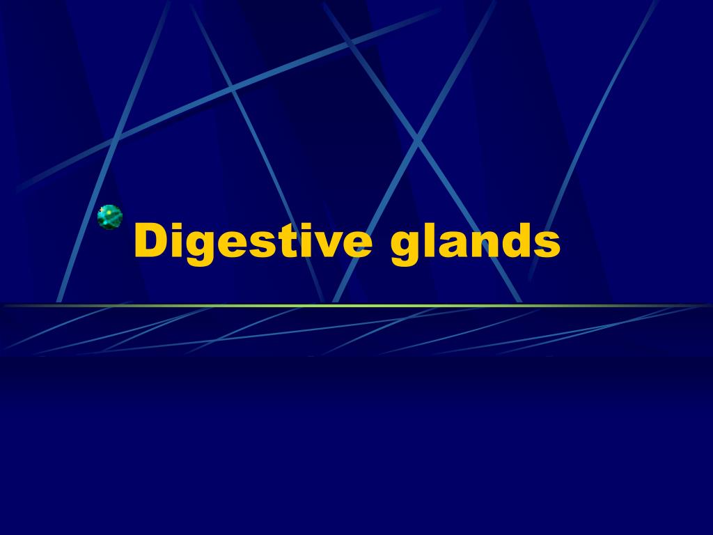 PPT - Digestive glands PowerPoint Presentation, free download - ID:516867