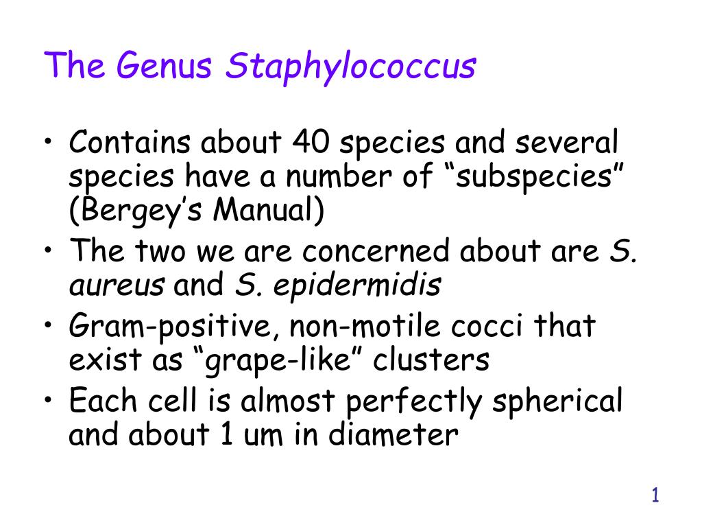 PPT - The Genus Staphylococcus PowerPoint Presentation, free download - ID:521353