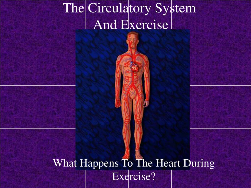 PPT - The Circulatory System And Exercise PowerPoint Presentation, free ...
