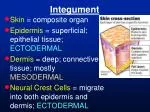 PPT - Comparative Anatomy Integument PowerPoint Presentation, free ...