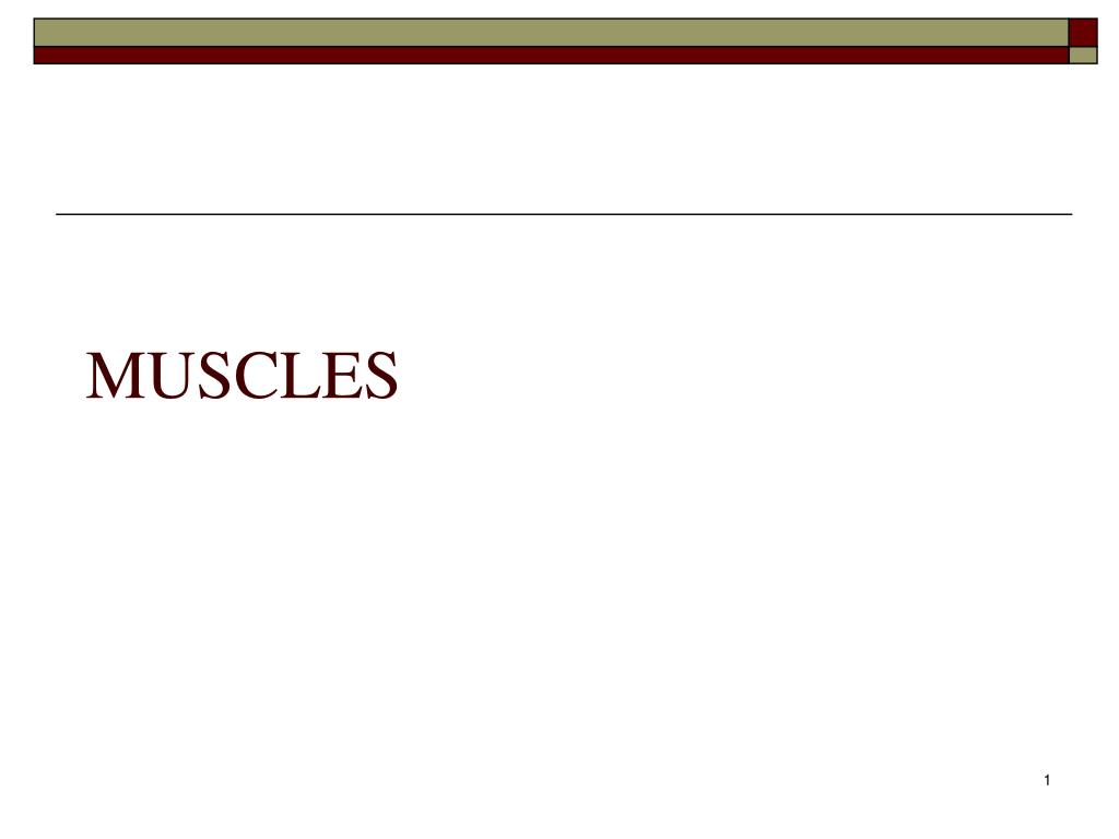 PPT - MUSCLES PowerPoint Presentation, free download - ID:526660