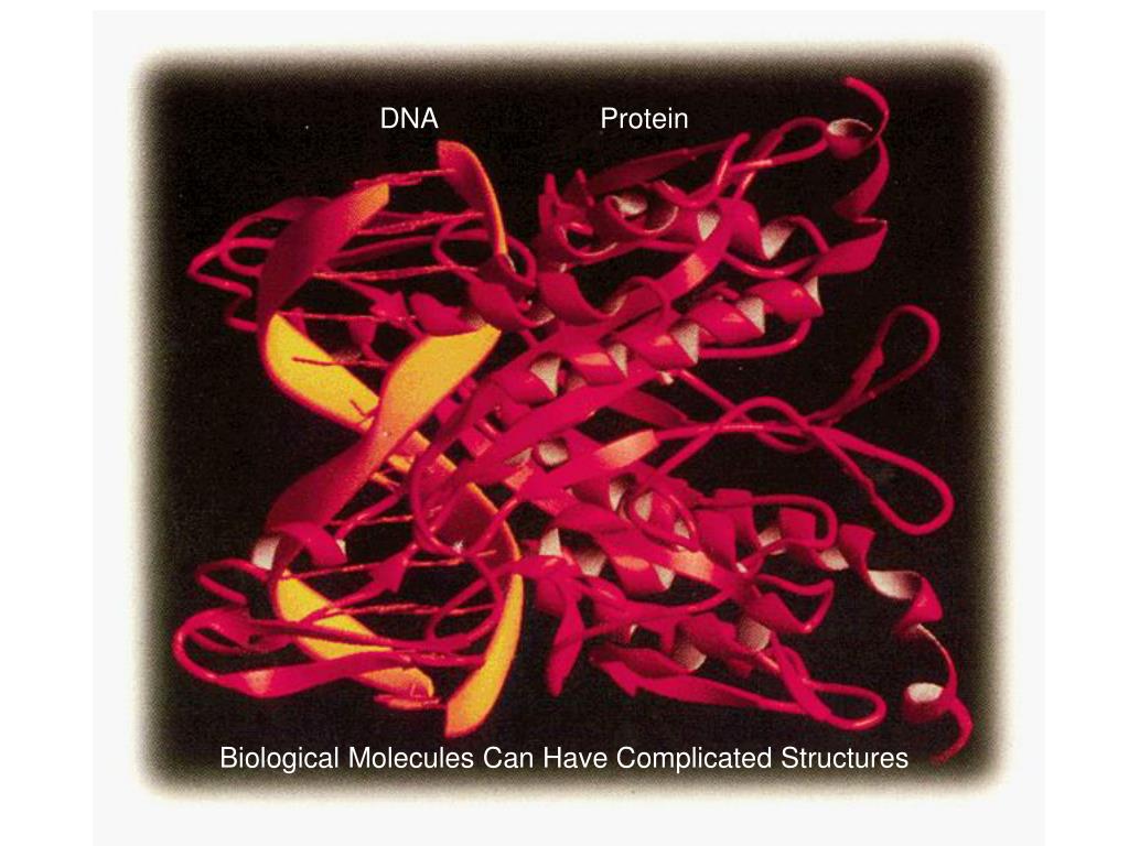 PPT - Biological Molecules Can Have Complicated Structures PowerPoint ...