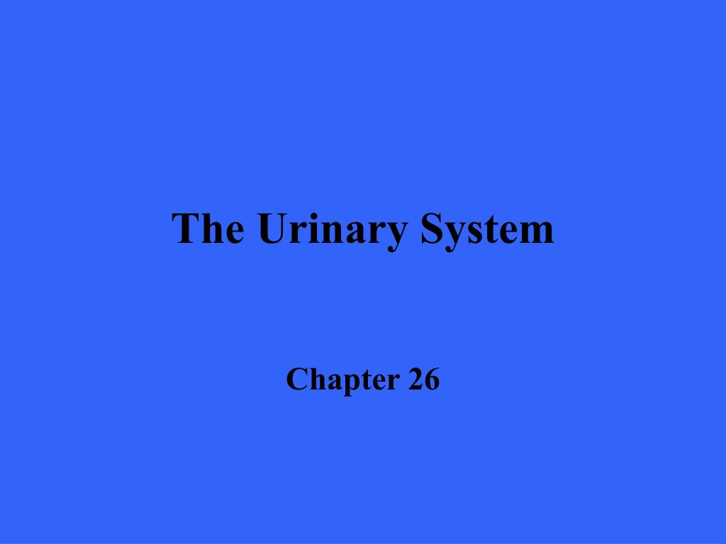 PPT - The Urinary System PowerPoint Presentation, free download - ID:527425