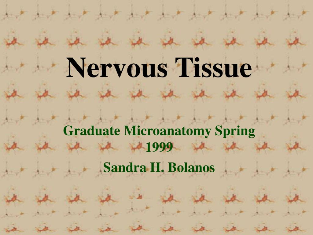 PPT - Nervous Tissue PowerPoint Presentation, free download - ID:528071