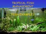 PPT - Fish Health Management PowerPoint Presentation, free download ...